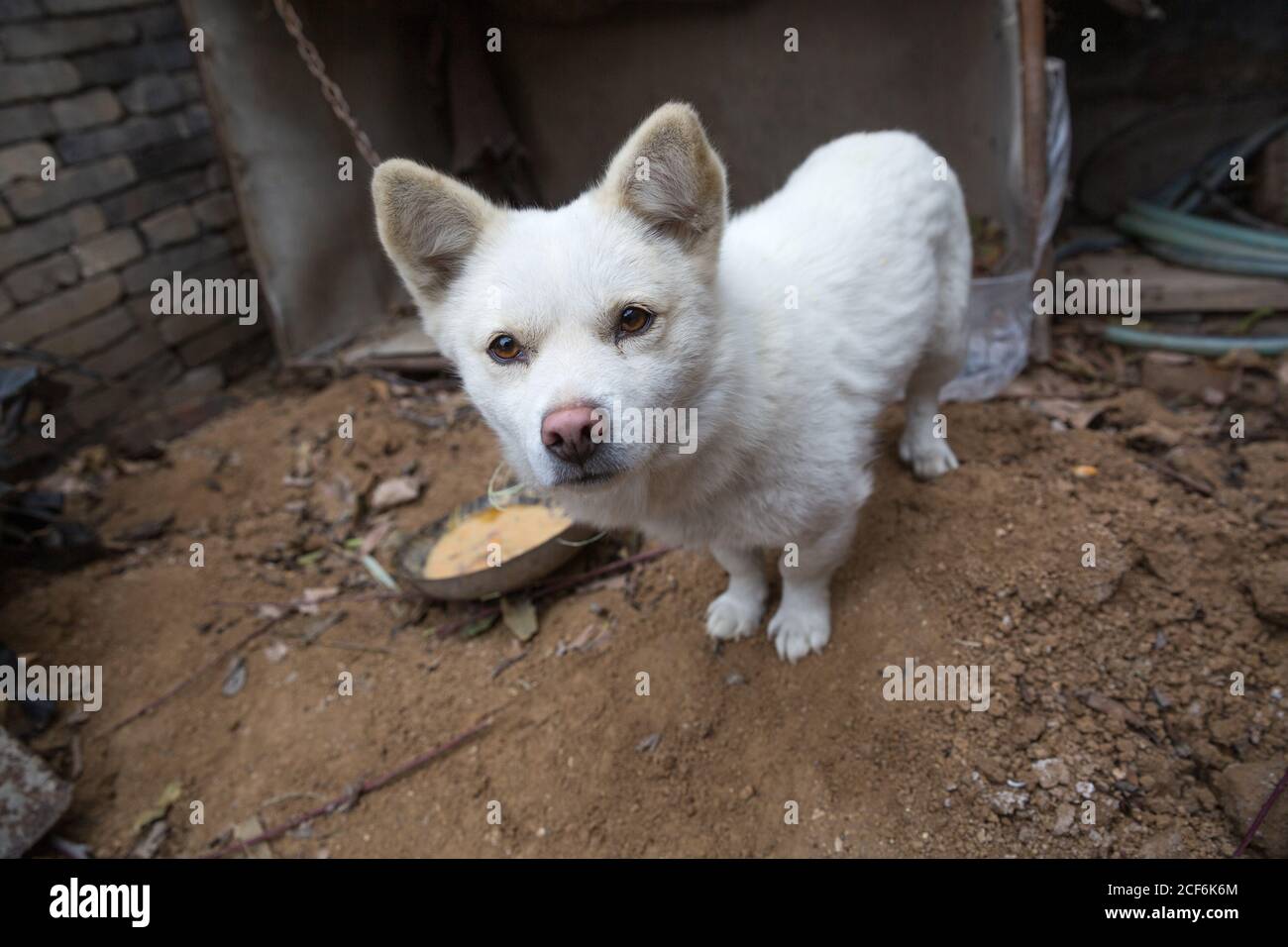 Chinese Guard Dog High Resolution Stock Photography and Images - Alamy