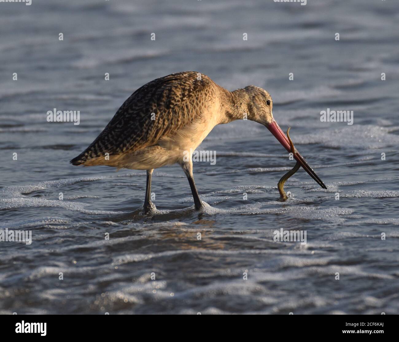 Limosa fedoa hi-res stock photography and images - Alamy