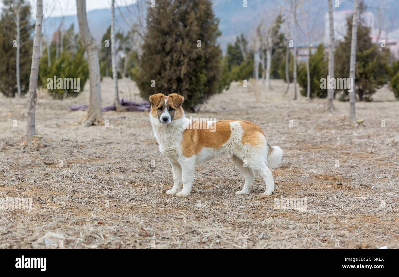 Chinese guard dog hi-res stock photography and images - Alamy