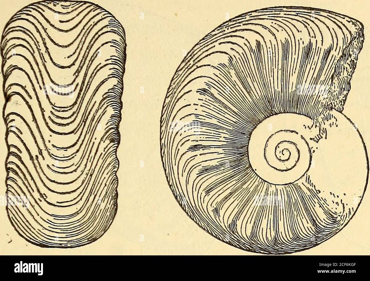 . First[-fourth] annual report of the Geological survey of Texas, 1889 ...