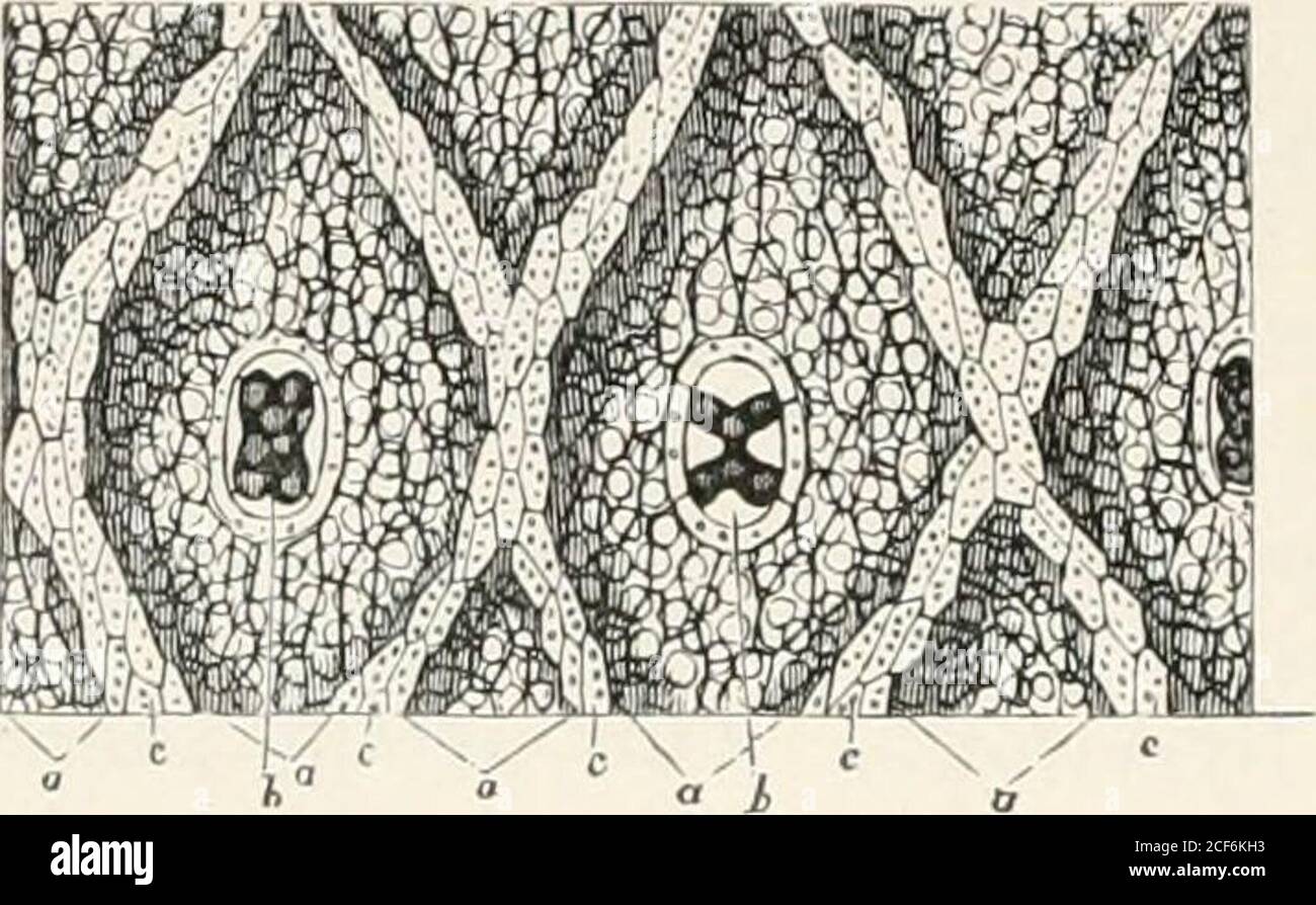 . The microscope and its revelations. face ; and above by an epiderm (6 ...