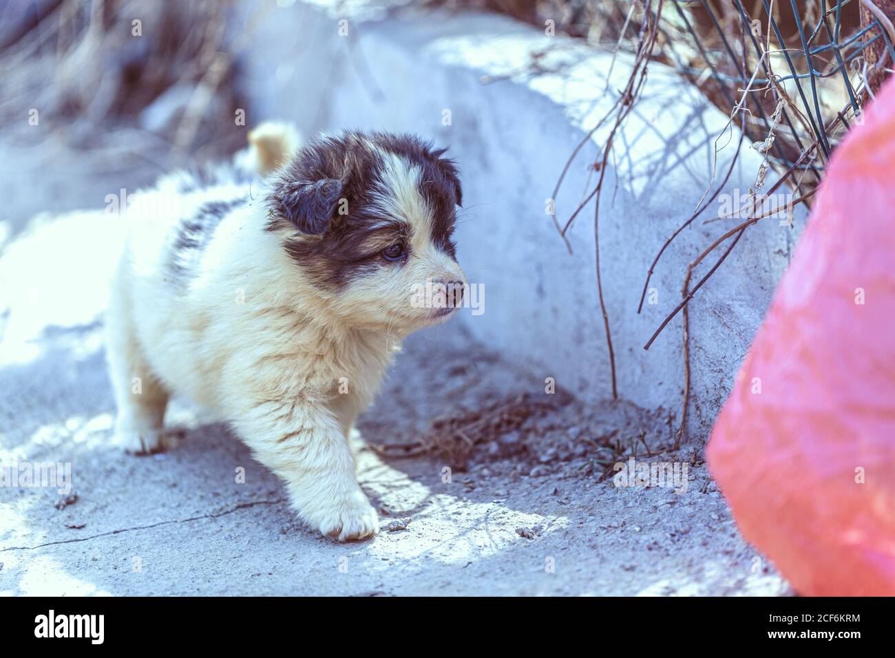 Stray puppies playing outdoors Stock Photo - Alamy