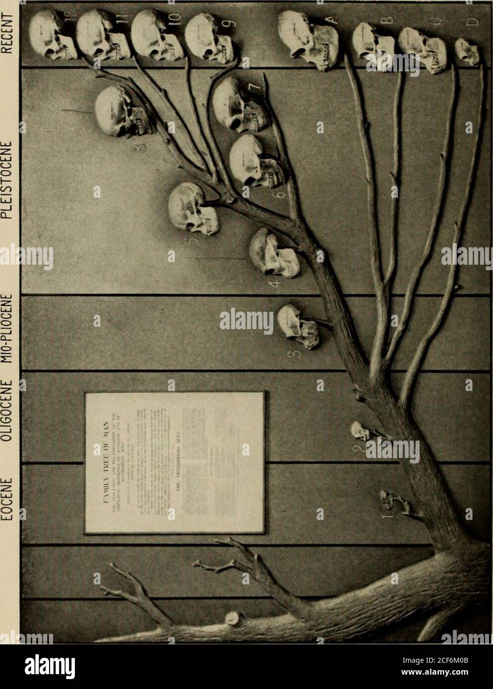 . Guide leaflet. o sapiens (modern man) with that of thePithecanthropus ...