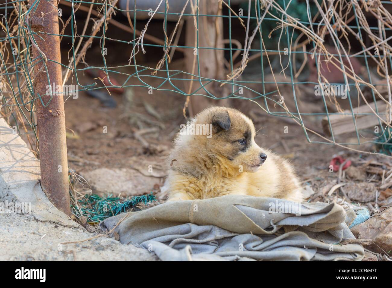 Stray puppies playing outdoors Stock Photo - Alamy