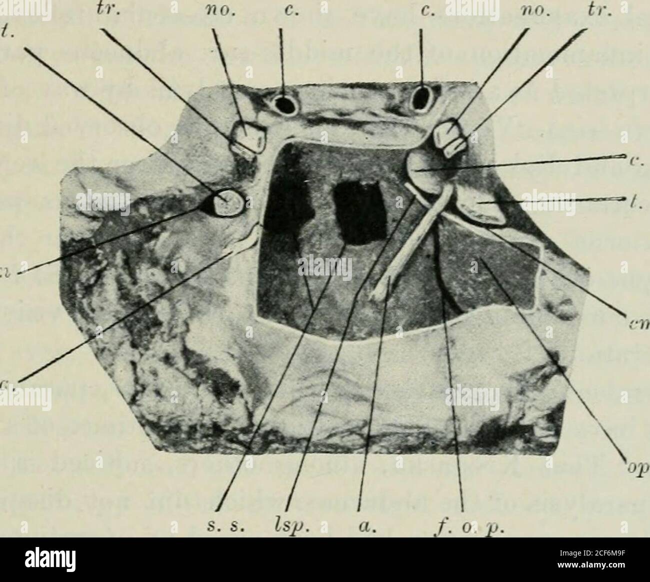 Trochlearis hi-res stock photography and images - Alamy