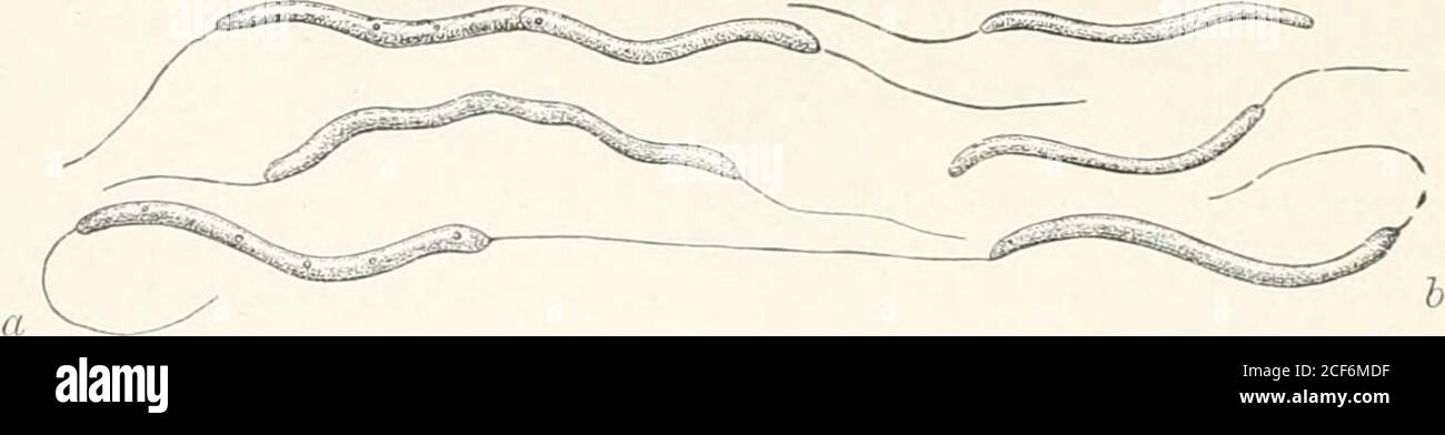 Saprophytic bacteria hi-res stock photography and images - Alamy