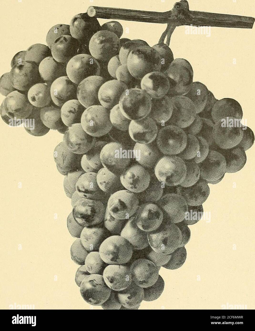 . [Fruit culture]. dark in color, spotted, and thick. Thequality of the ...