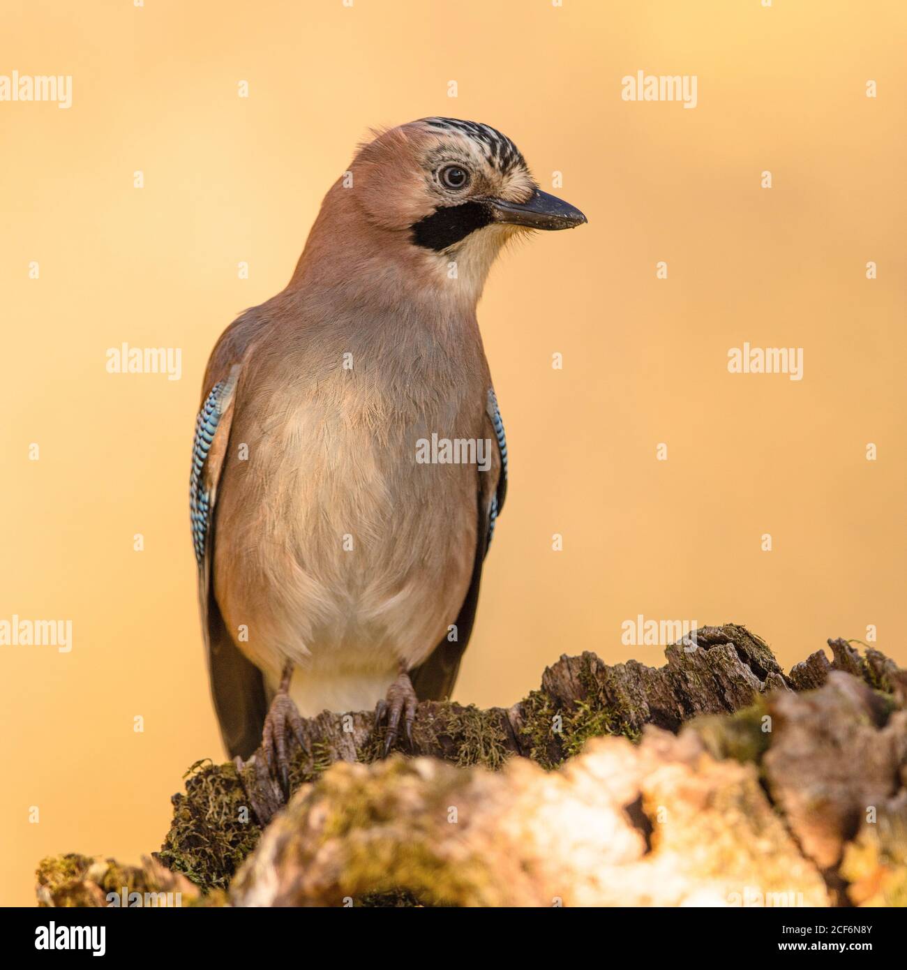 Jay bird sitting on hi-res stock photography and images - Alamy