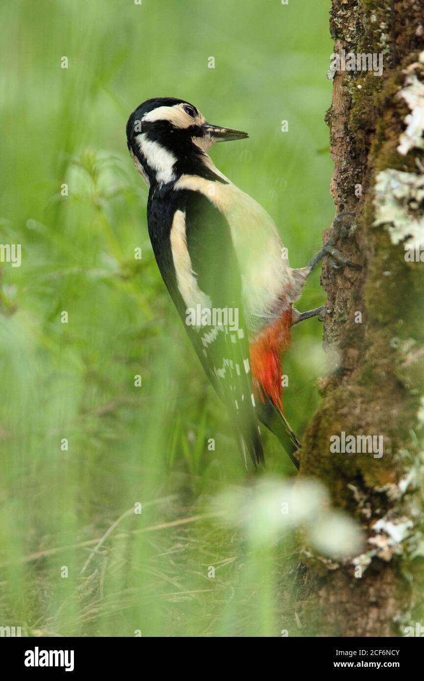 Side view of closeup wild woodpecker sitting on tree on blurred ...