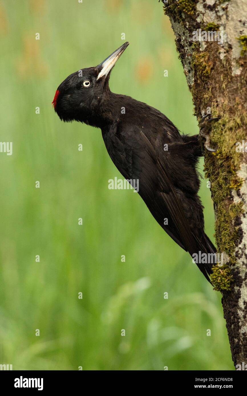 Side view of closeup wild woodpecker sitting on tree on blurred ...