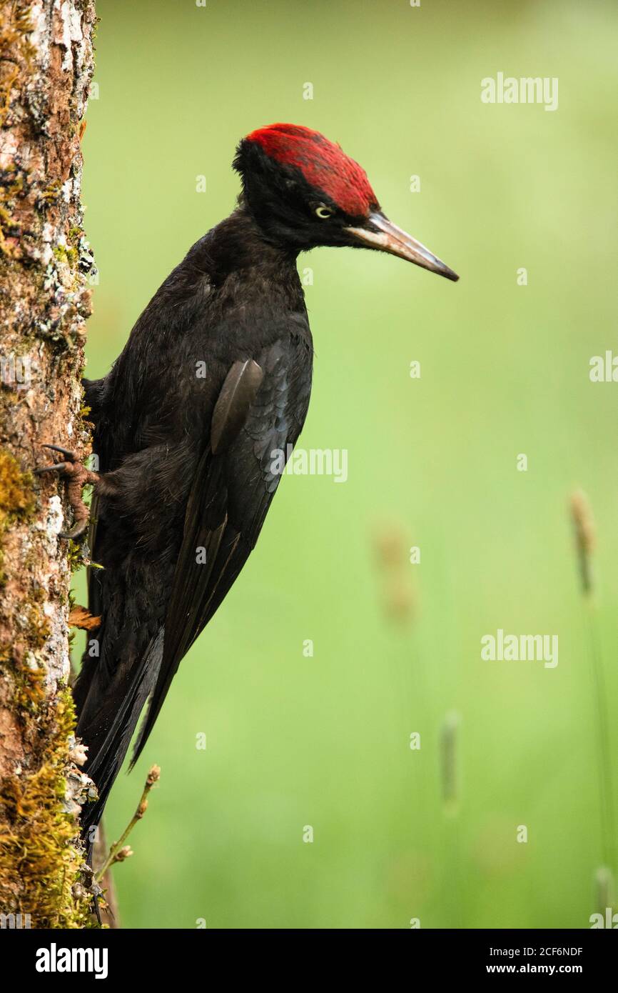 Side view of closeup wild woodpecker sitting on tree on blurred ...