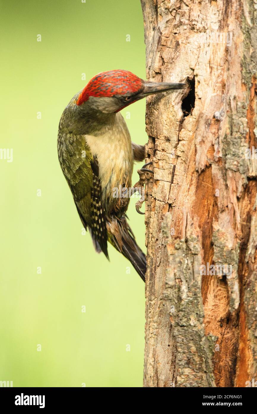 Woodpecker wonderful bird hi-res stock photography and images - Alamy