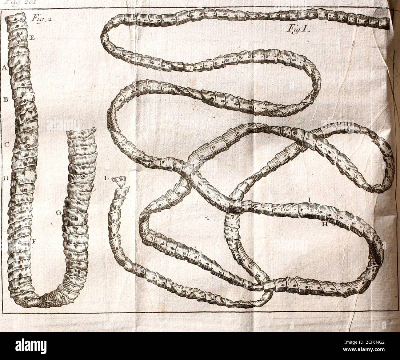 . De la generation des vers dans le corps de l'homme : de la nature et ...