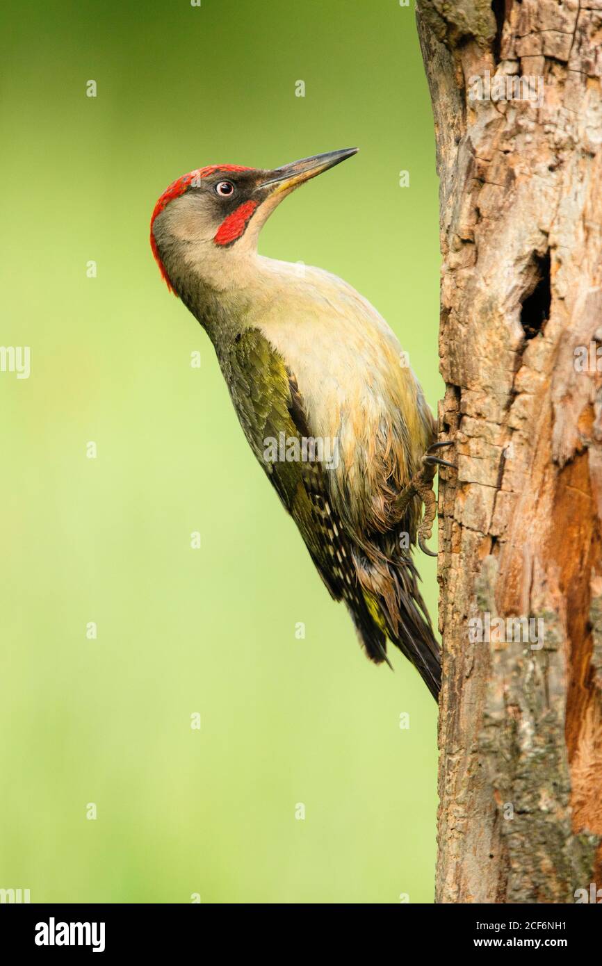 Side view of closeup wild green woodpecker sitting on tree on blurred ...