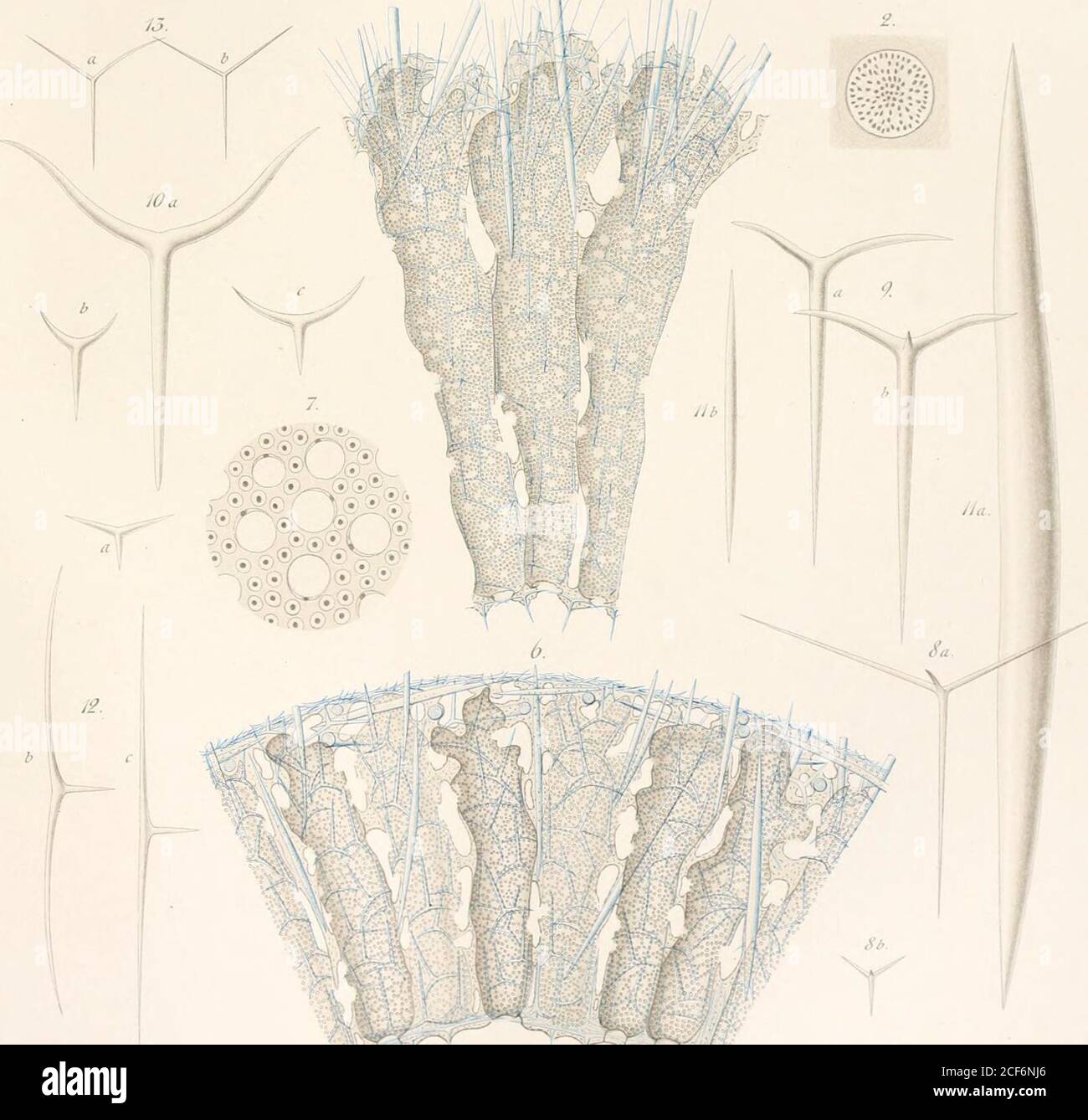 Grantia Cross Section