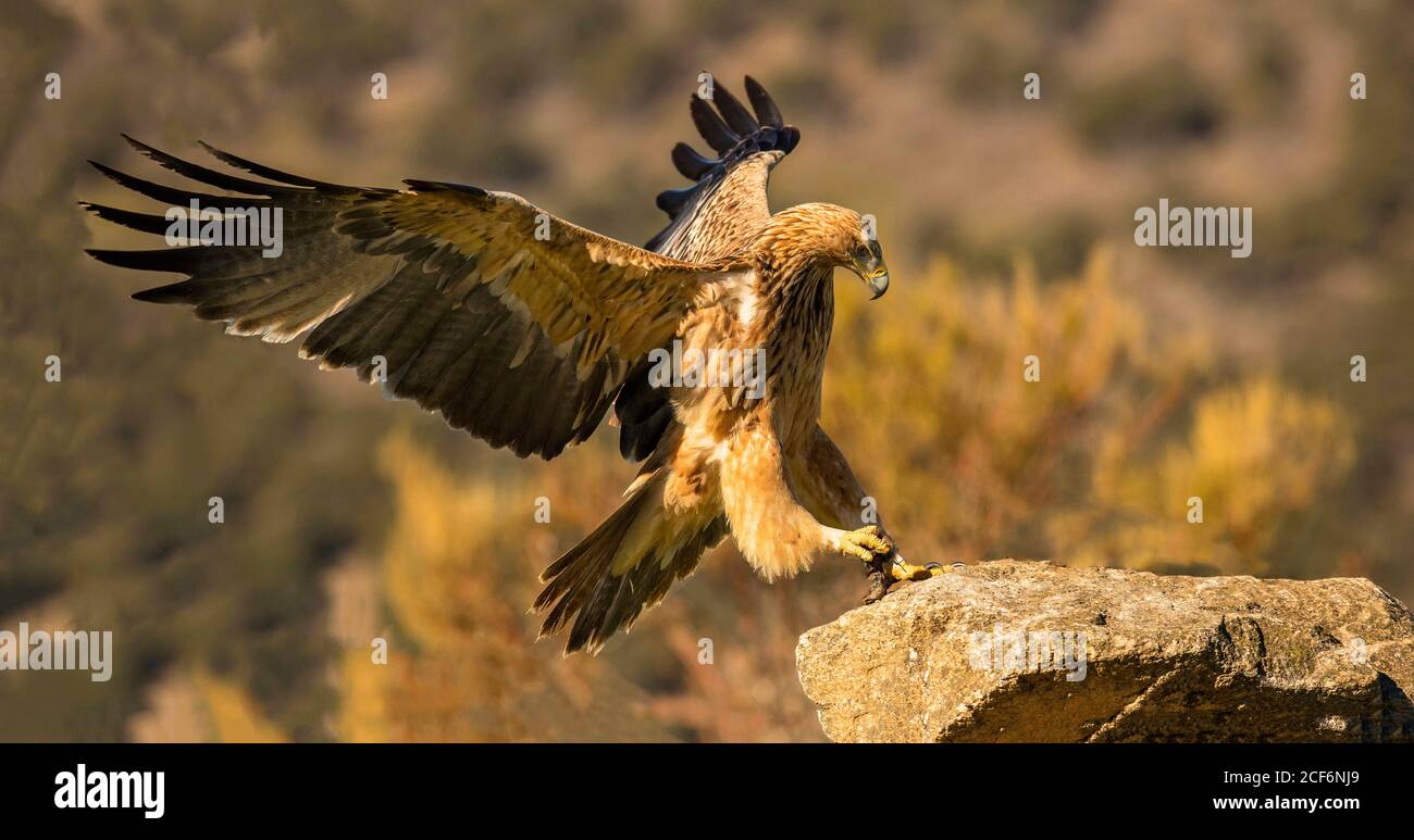Furious wild eagle closeup Stock Photo - Alamy