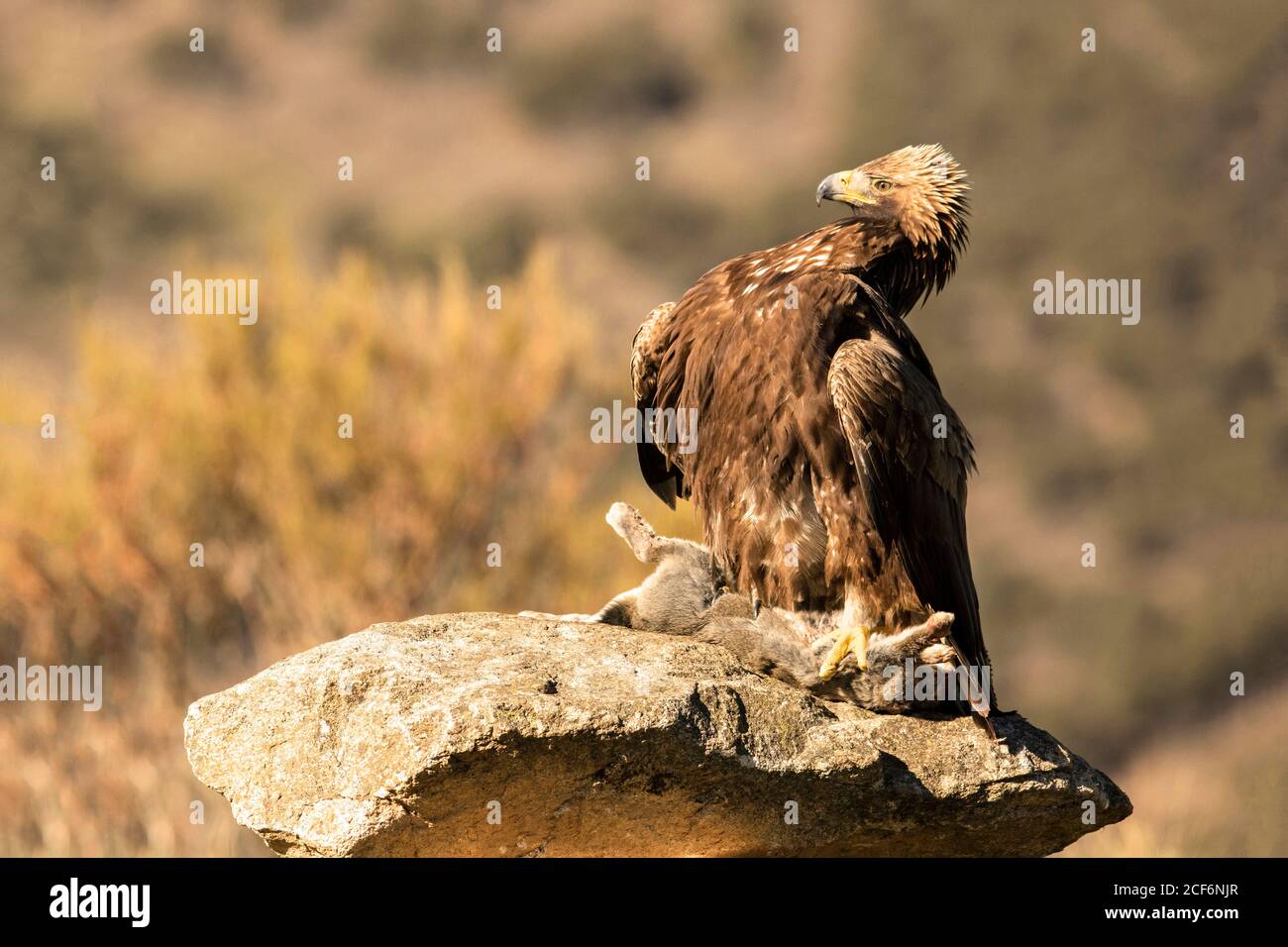 Angry rabbit hi-res stock photography and images - Alamy