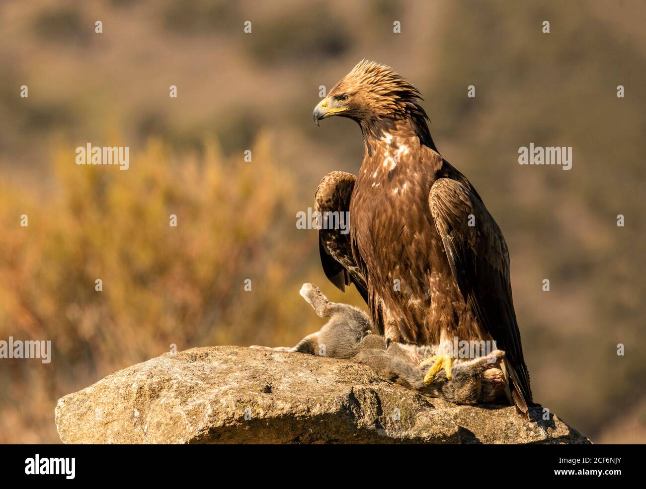 Angry rabbit hi-res stock photography and images - Alamy