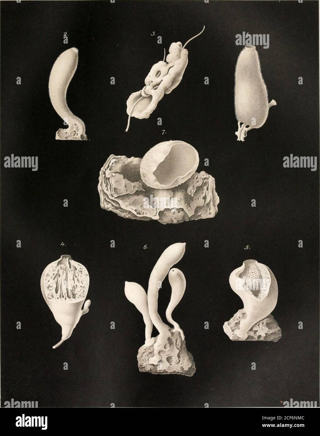 Sycon hi-res stock photography and images - Alamy