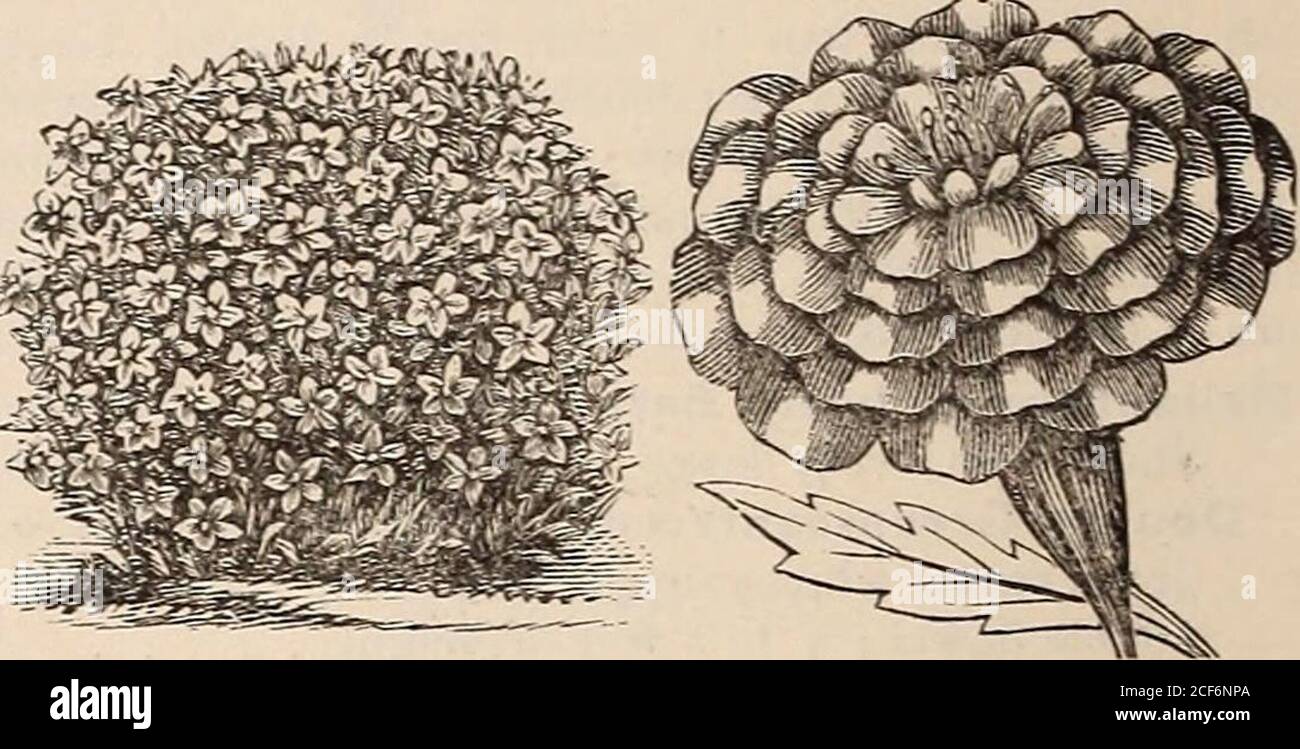 Reseda odorata ‘grandiflora’ hi-res stock photography and images - Alamy