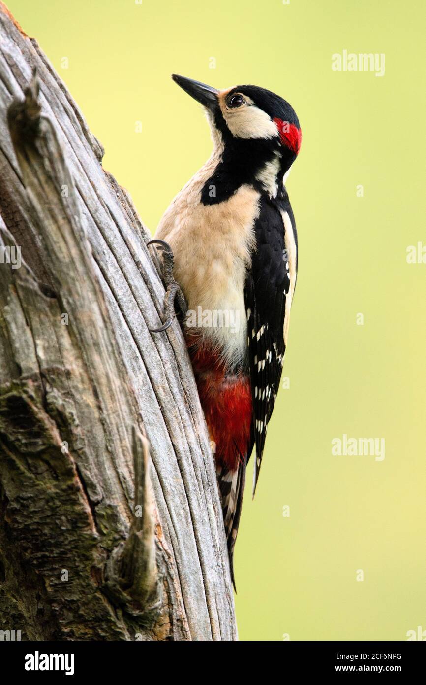 Side view of closeup wild woodpecker sitting on tree on blurred ...