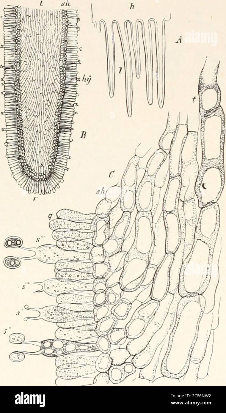 Penicillium Labeled Diagram