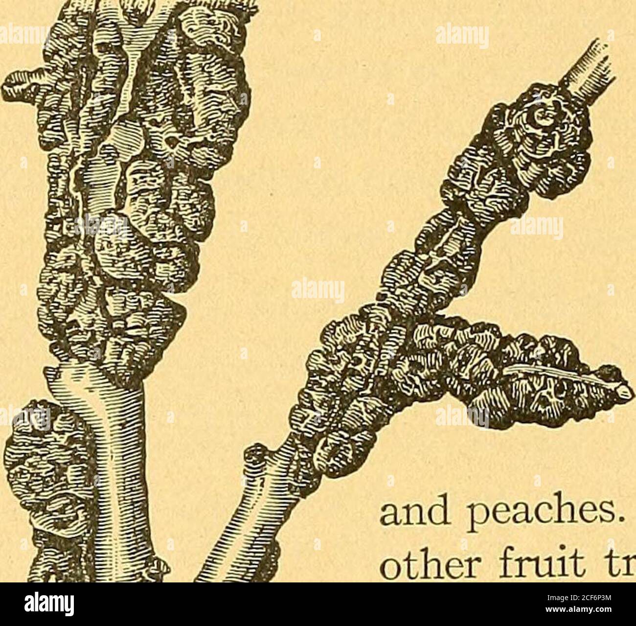 . [Fruit culture]. 38 PLUM CULTURE 12 78. A number of leaf-eating ...