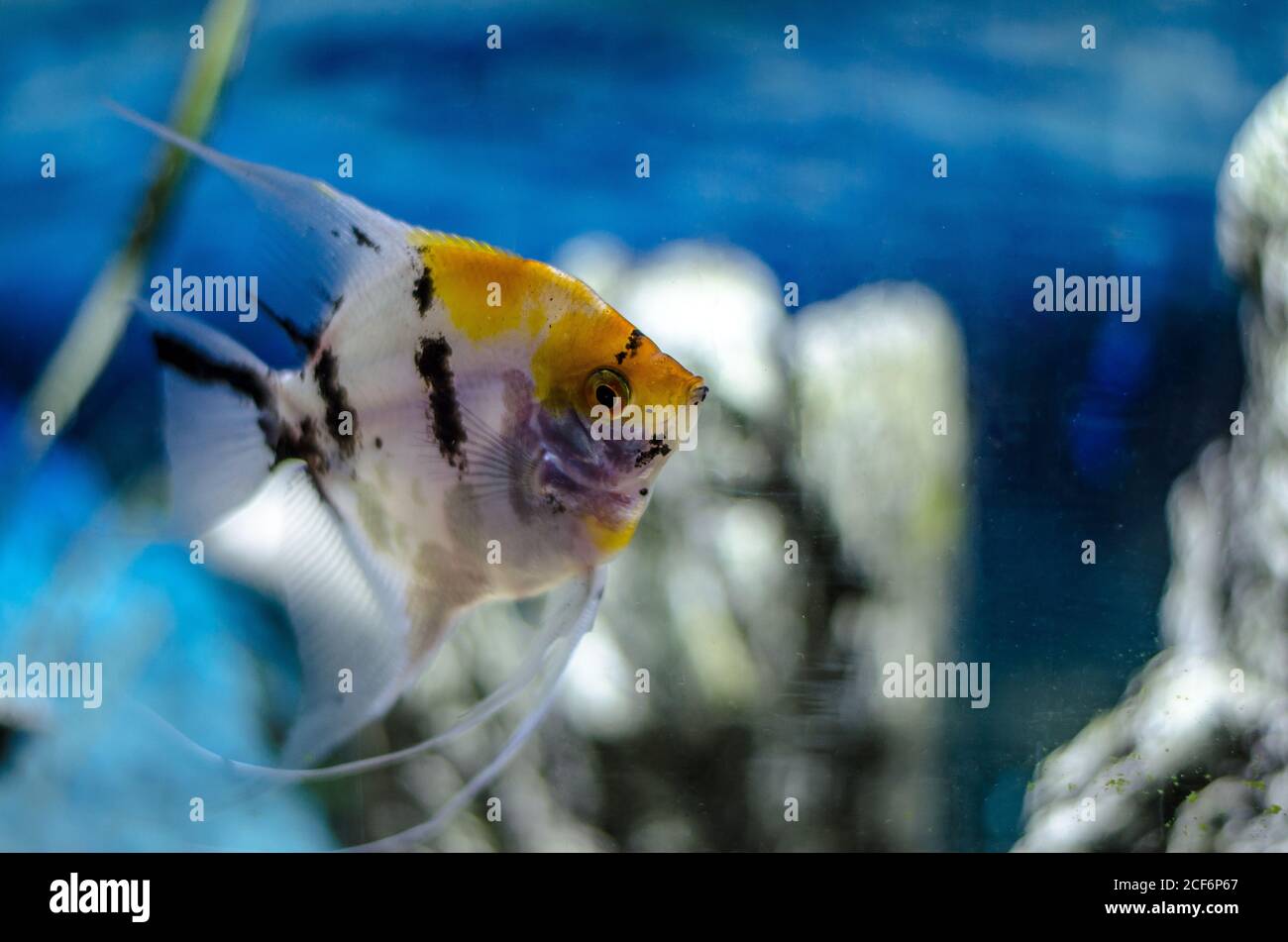 Beautiful aquarium hi-res stock photography and images - Alamy