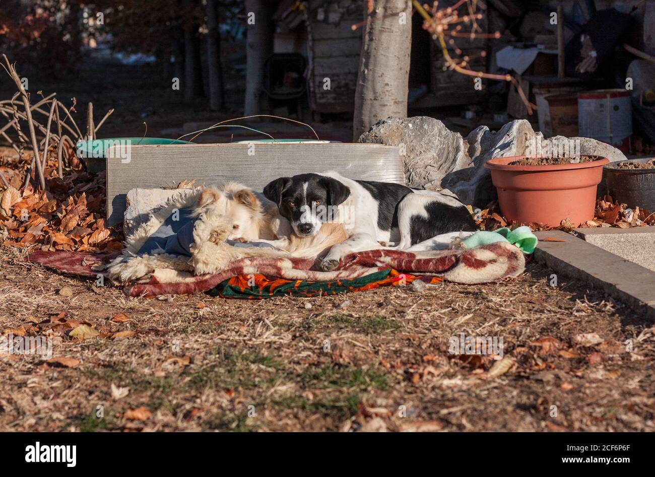Two stray dogs hi-res stock photography and images - Alamy