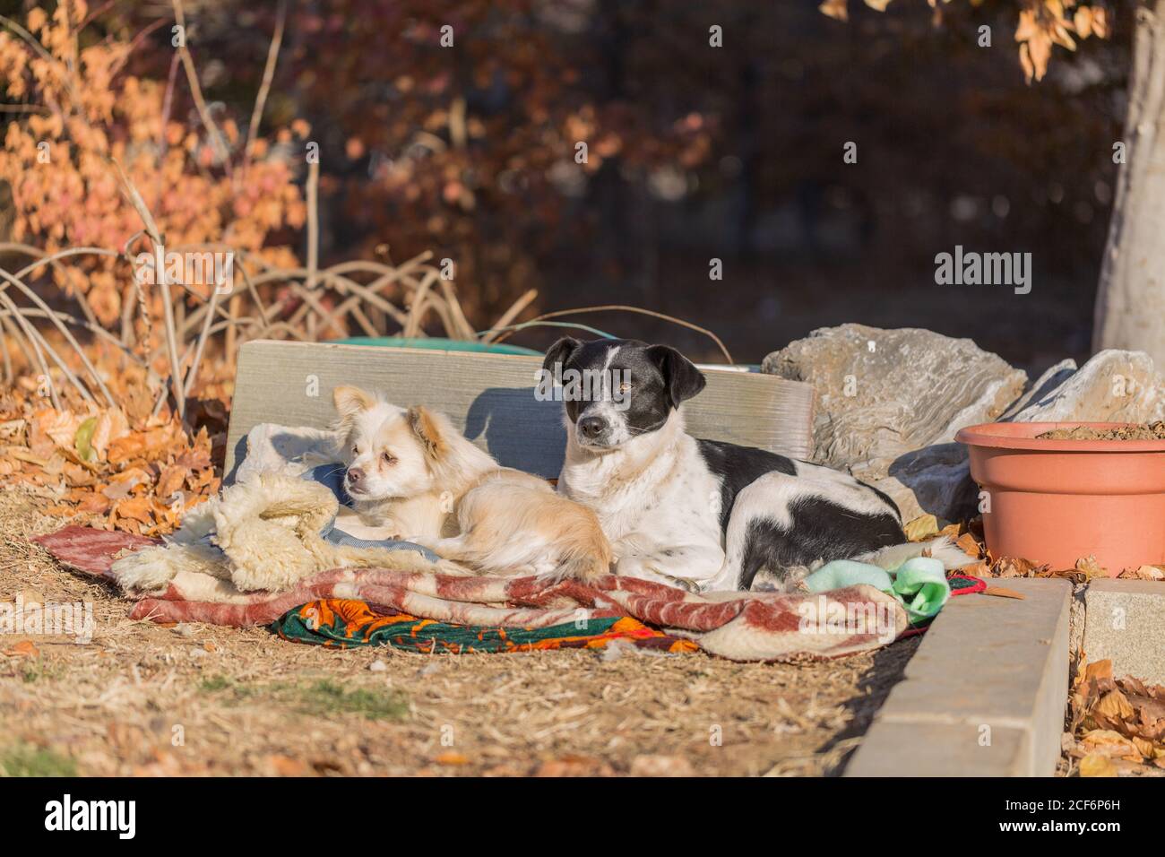 Two stray dogs lying together outdoors in winter Stock Photo - Alamy