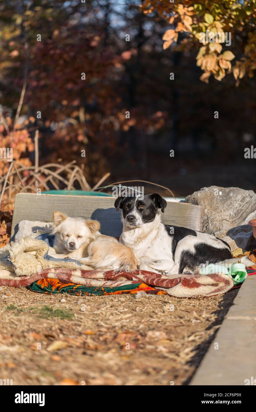 Two stray dogs lying together outdoors in winter Stock Photo - Alamy
