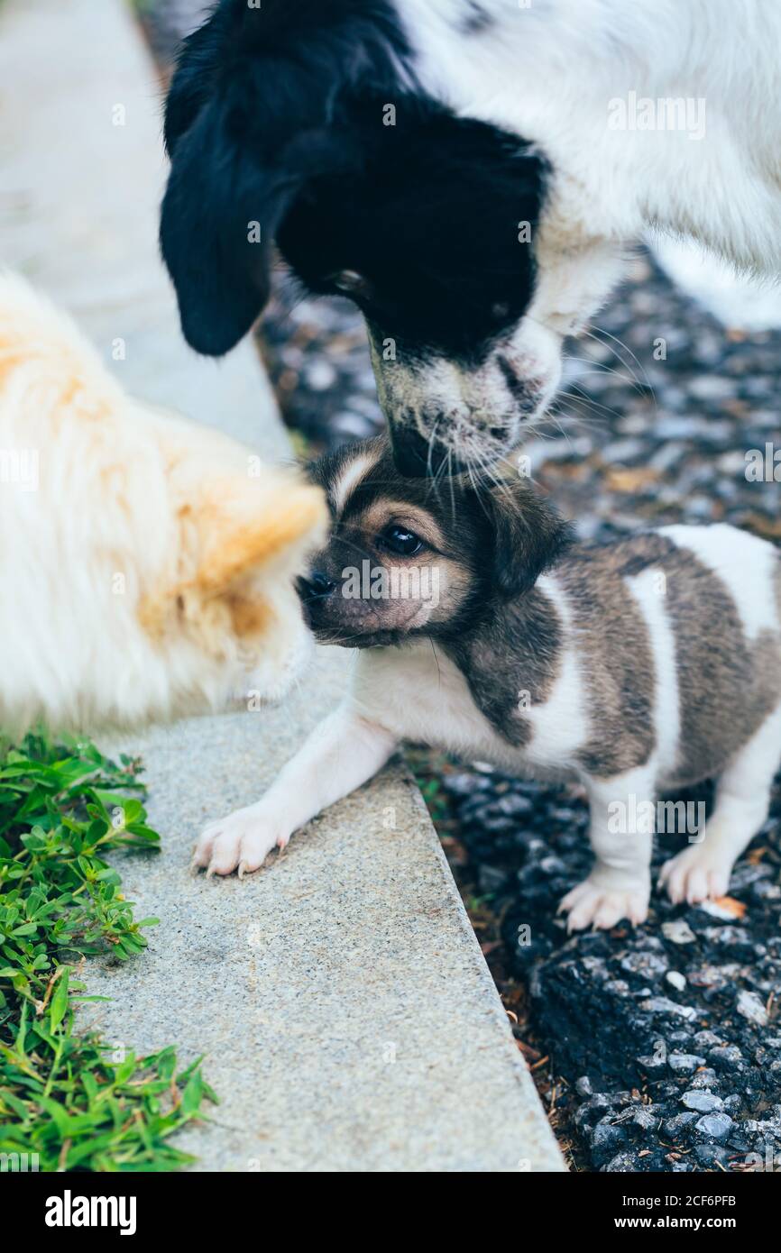 Big dogs hi-res stock photography and images - Alamy