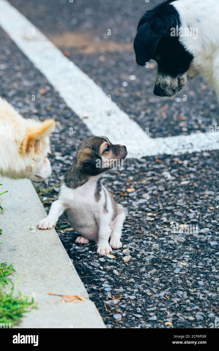 Big dogs hi-res stock photography and images - Alamy