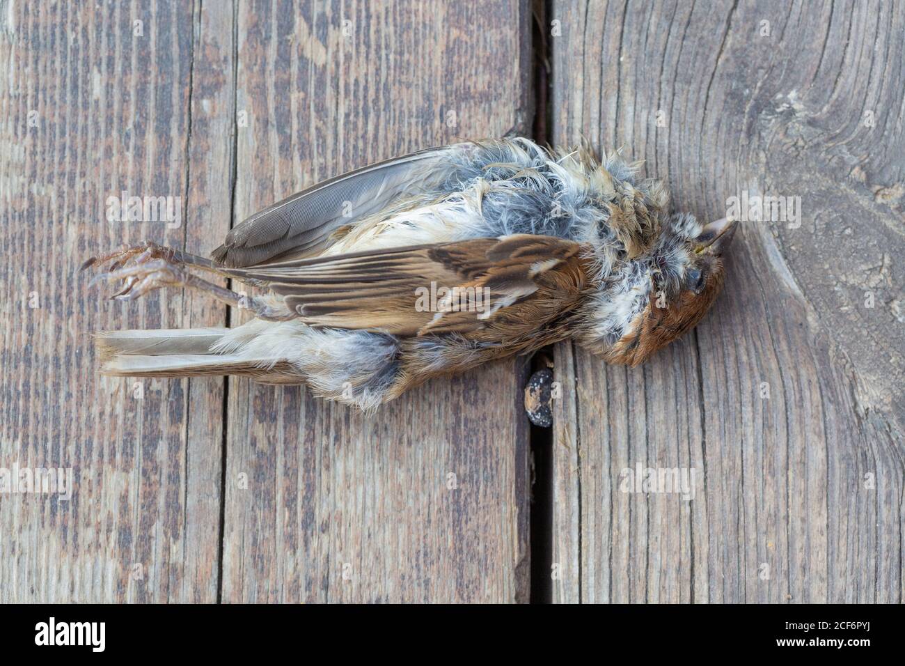 Sparrow bird dead on outdoor wooden floor Stock Photo - Alamy