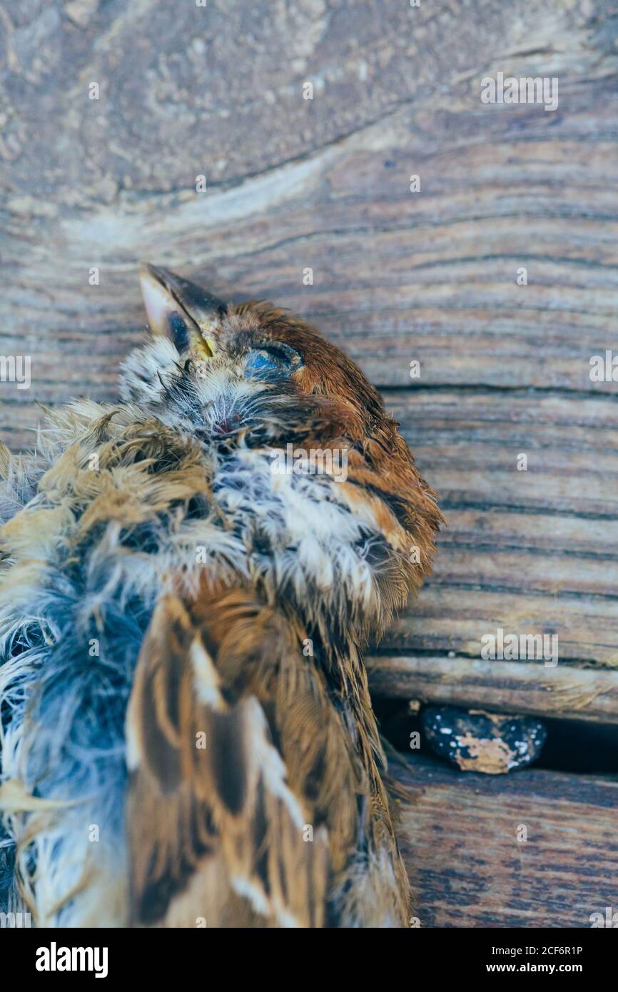 Outdoor wooden floor hi-res stock photography and images - Alamy