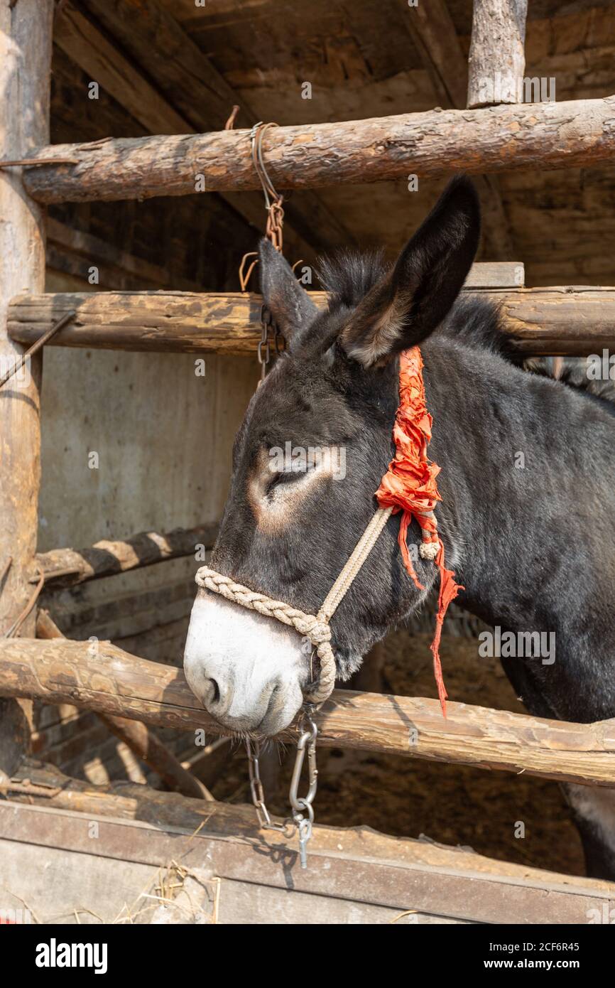 Moke donkey hi-res stock photography and images - Alamy