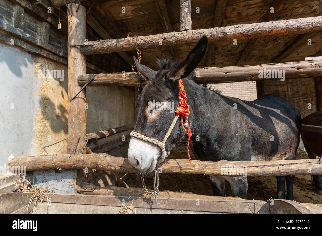 Moke donkey hi-res stock photography and images - Alamy