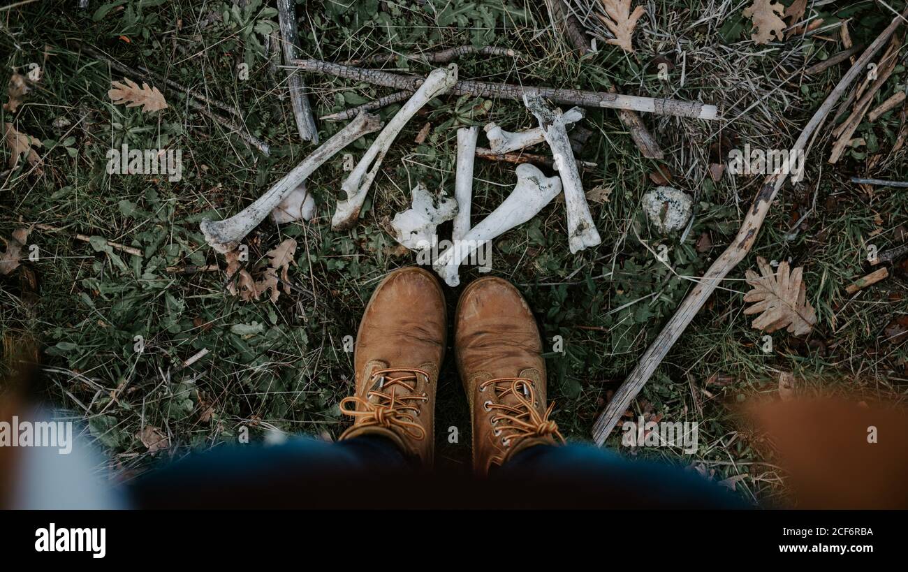 From above crop legs in brown boots and white gnawed bones spread on ...