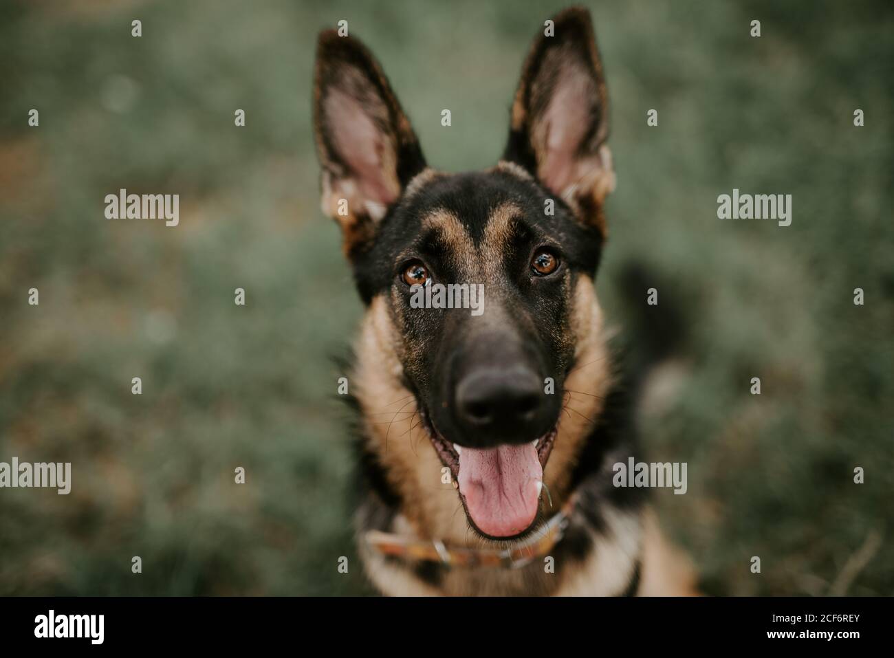 Adult cute hi-res stock photography and images - Alamy