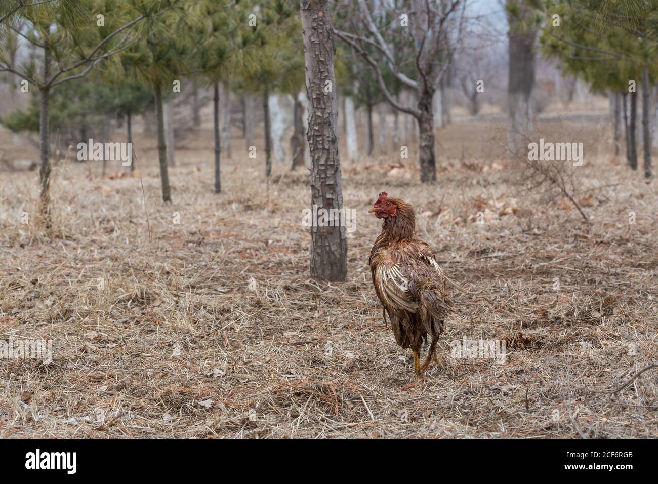 Sick and injured hen in the woods outdoors Stock Photo - Alamy