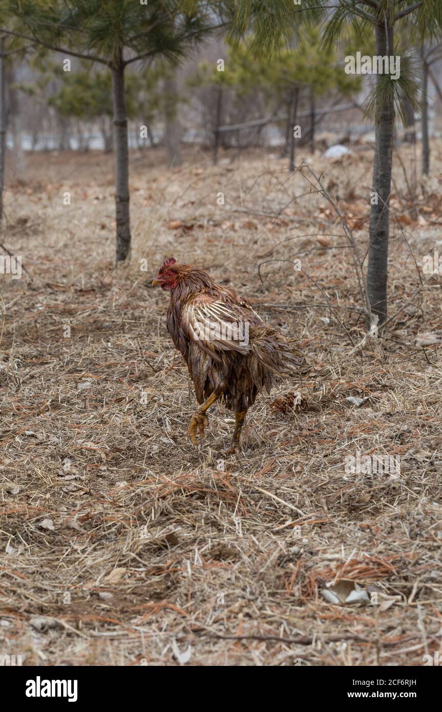 Sick and injured hen in the woods outdoors Stock Photo - Alamy