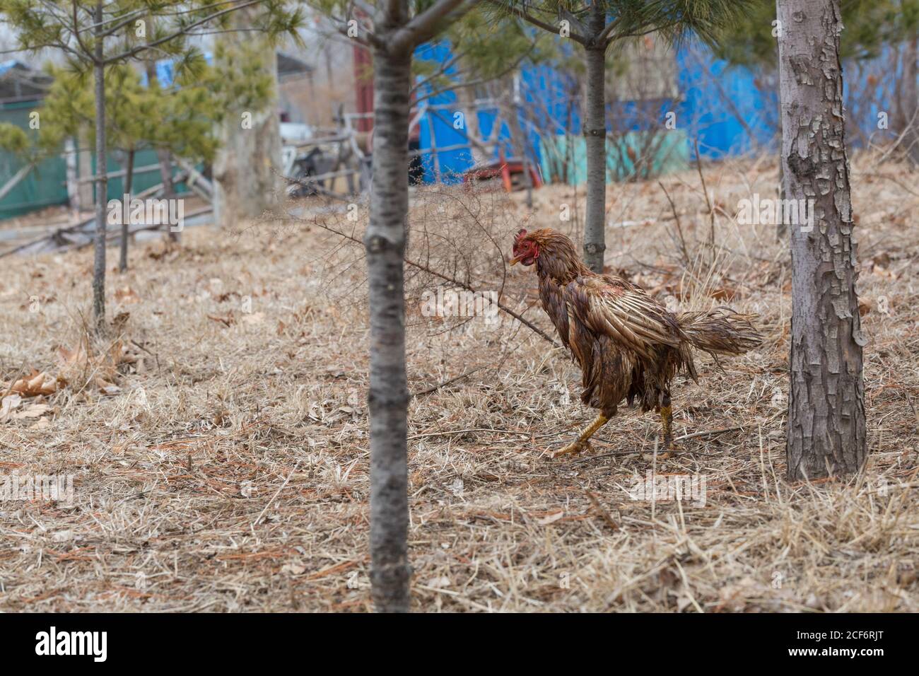 Sick and injured hen in the woods outdoors Stock Photo - Alamy