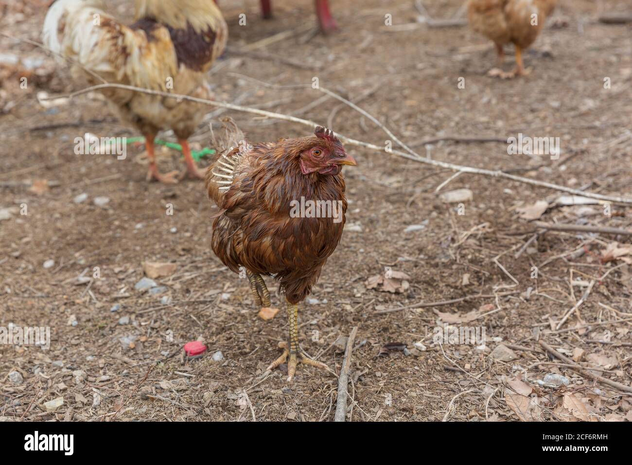Sick and injured hen in the woods outdoors Stock Photo - Alamy