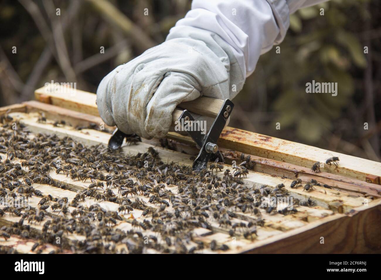 Crop unrecognizable beekeeper in protective costume and gloves using ...