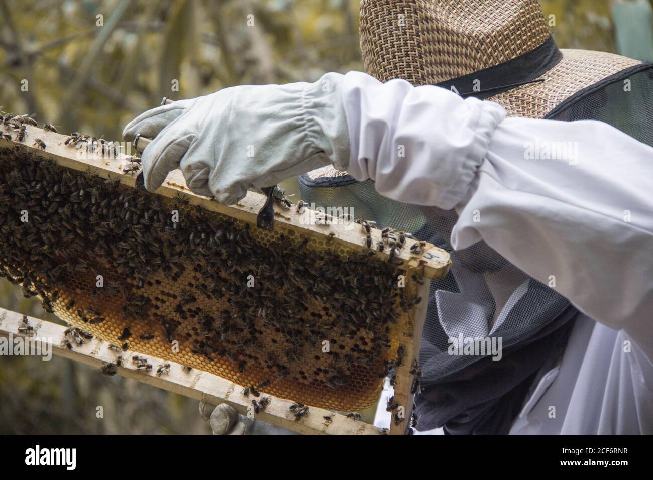 anonymous beekeeper in protective white costume gloves and wicker hat ...
