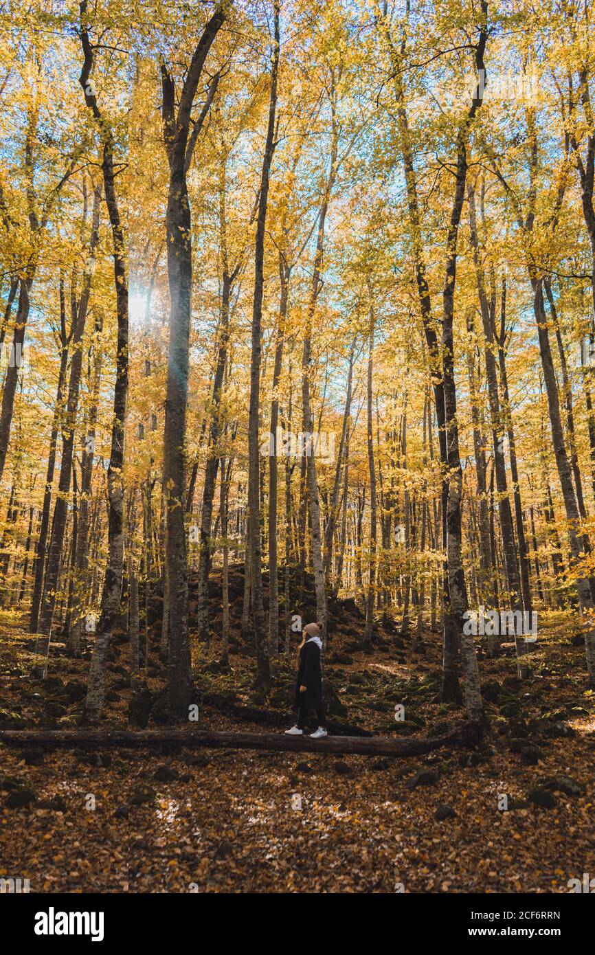 Side view of Woman standing on fallen tree among peaceful golden forest ...