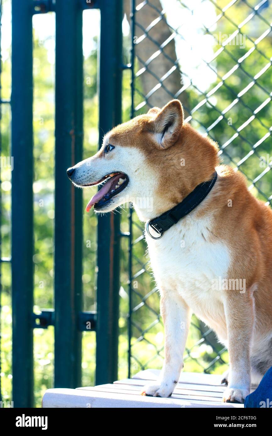 Yellow Shiba Inu outdoors，Shiba Breed Standard Stock Photo - Alamy