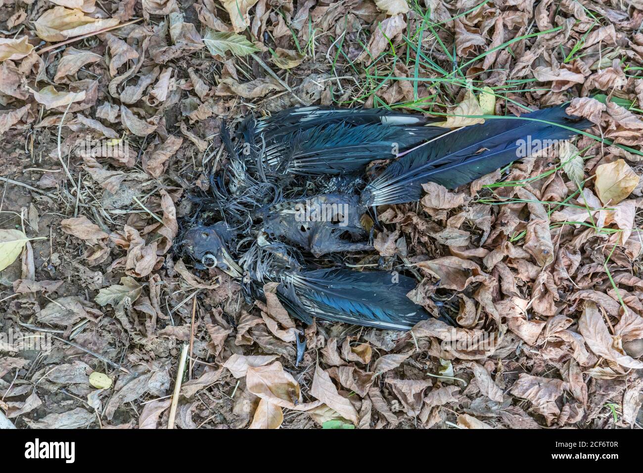 Dismembered hi-res stock photography and images - Alamy