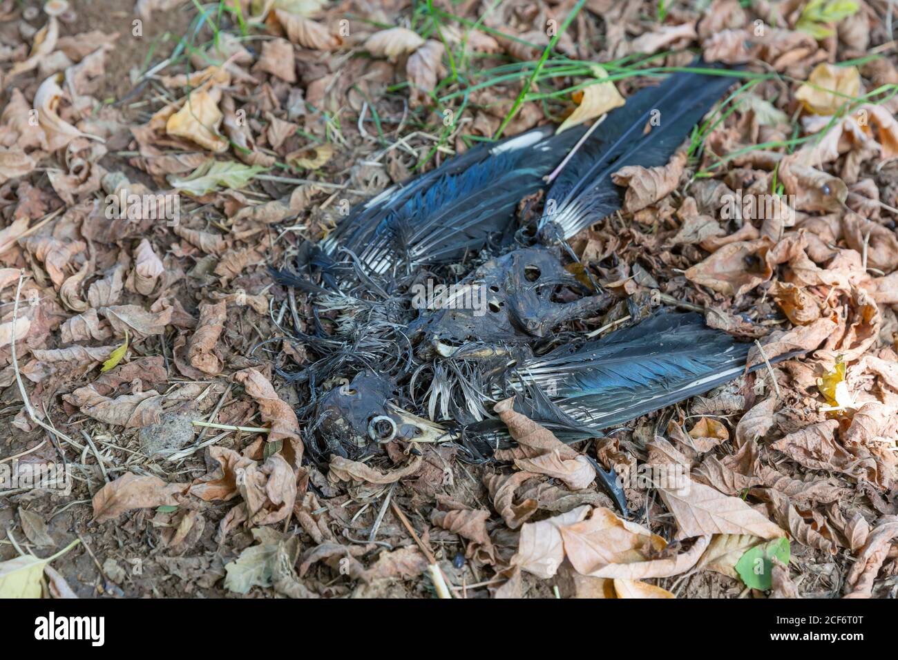 Dead rotting bird magpie among fallen leaves outdoors Stock Photo - Alamy