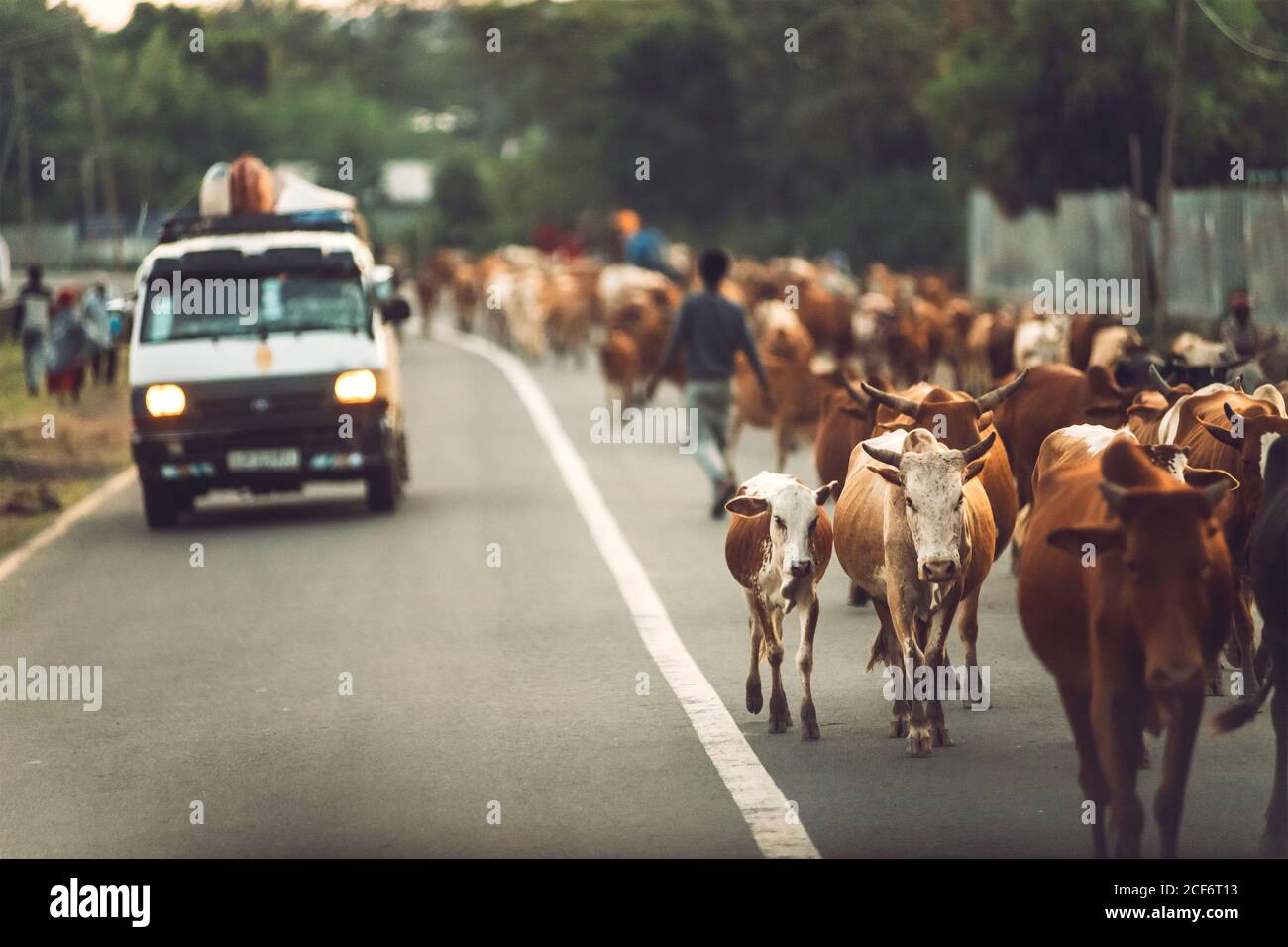Afar, Ethiopia - November 06, 2018: Herd of domestic cows walking on ...
